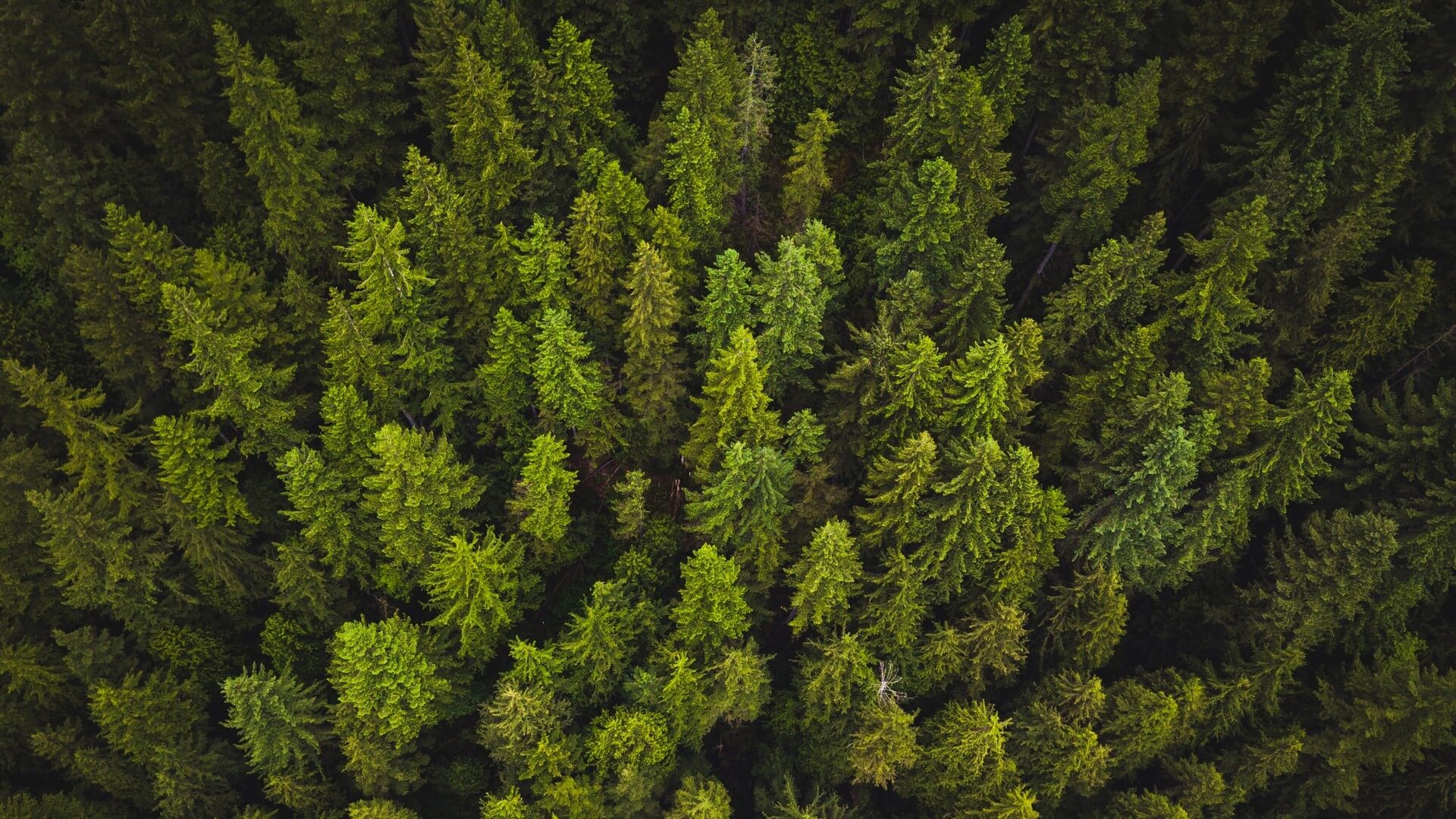 Environmental Policy | Sustainable UK Logistics | Tuplin